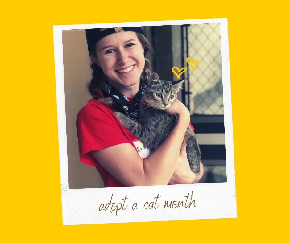 Celebrating National Adopt a Cat Month with Brittany Meyer of Dandy Dog ...