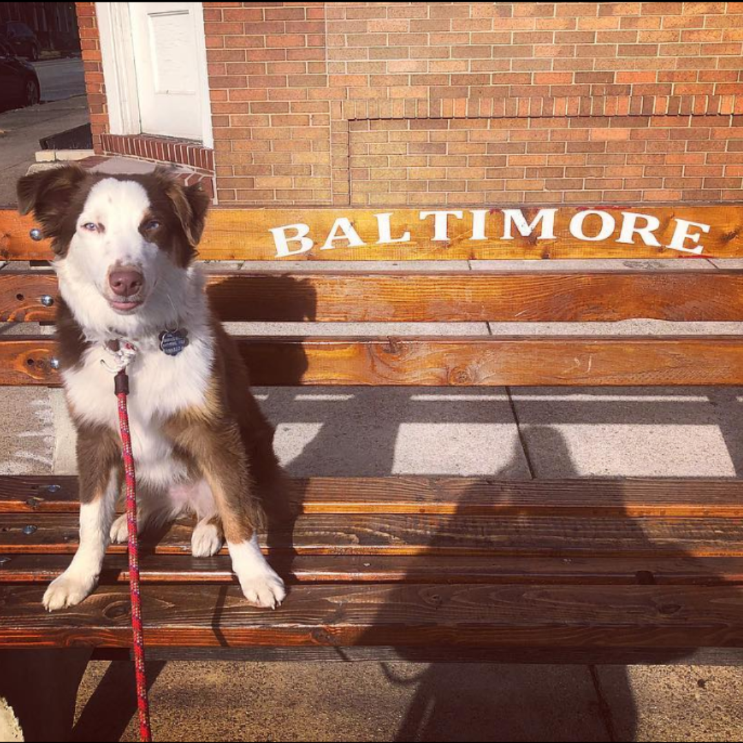 Client Spotlight: Molly Doherty, owner of Unleashed Baltimore ...